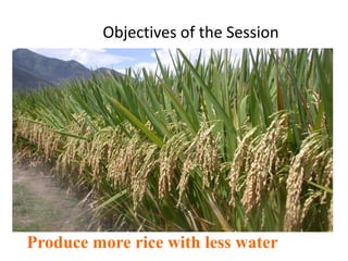 Training on Alternate Wetting and Drying (awd) in rice | PPTX