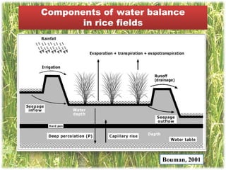 Training on Alternate Wetting and Drying (awd) in rice | PPTX