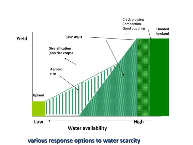 Training on Alternate Wetting and Drying (awd) in rice | PPTX