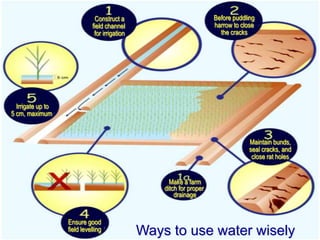Training on Alternate Wetting and Drying (awd) in rice | PPTX