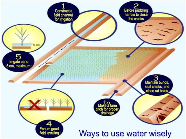 Training on Alternate Wetting and Drying (awd) in rice | PPT | Free ...