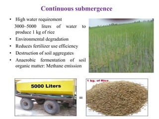 Training on Alternate Wetting and Drying (awd) in rice | PPTX