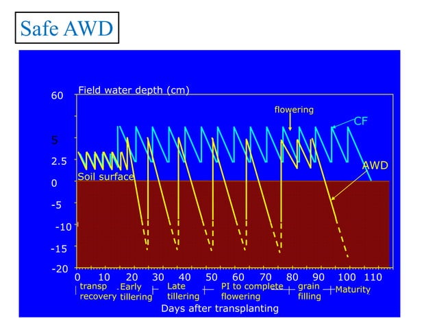 Training on Alternate Wetting and Drying (awd) in rice | PPTX