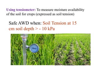 Training on Alternate Wetting and Drying (awd) in rice | PPTX