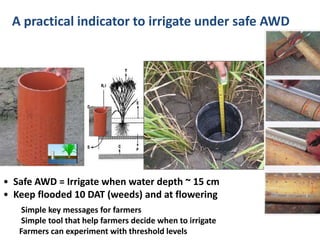 Training on Alternate Wetting and Drying (awd) in rice | PPTX