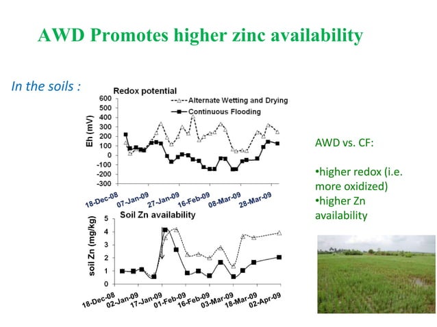 Training on Alternate Wetting and Drying (awd) in rice | PPTX