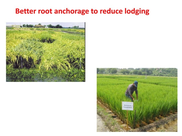 Training on Alternate Wetting and Drying (awd) in rice | PPTX