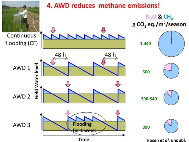 Training on Alternate Wetting and Drying (awd) in rice | PPTX