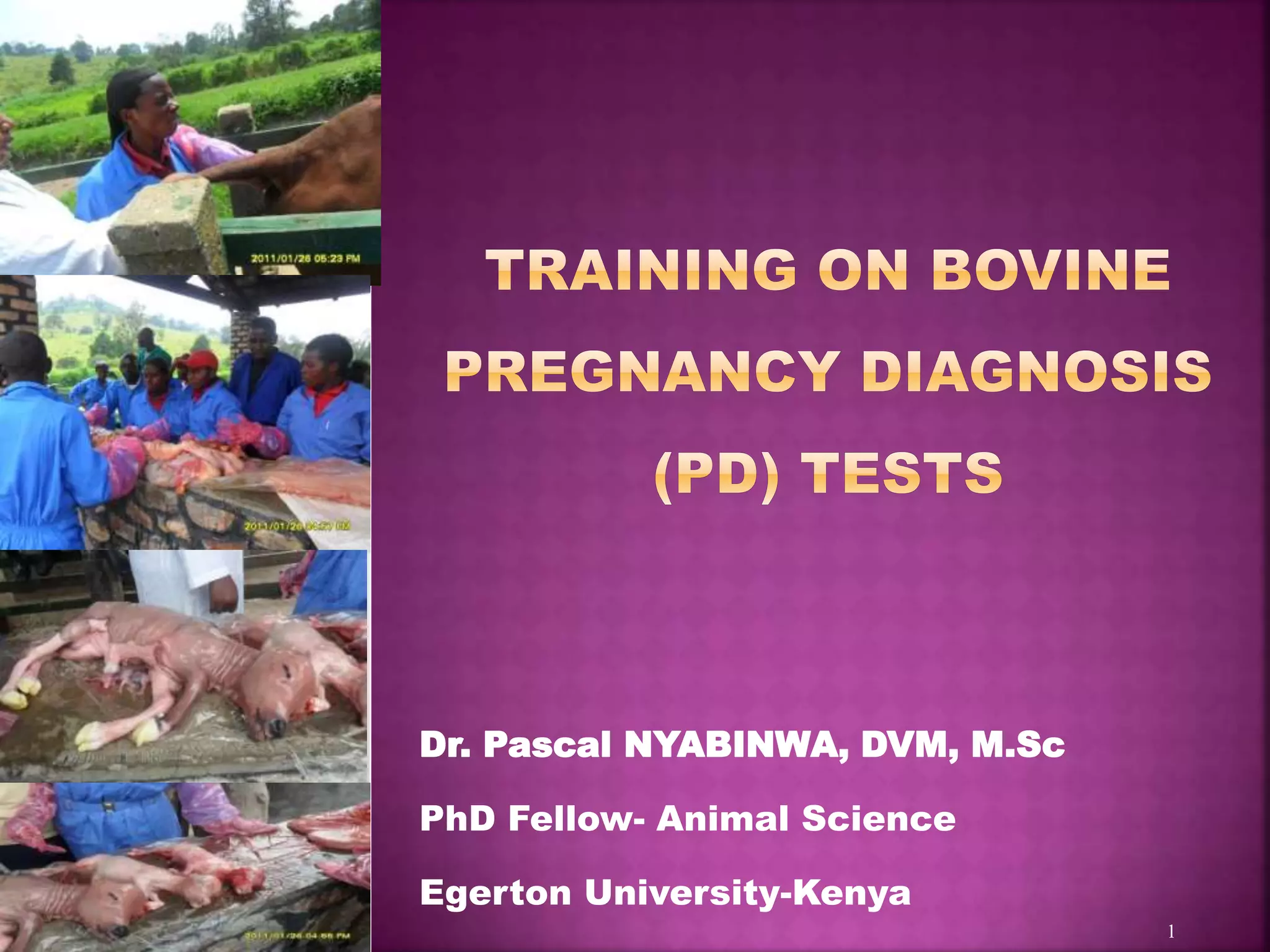 Training on bovine pregnancy diagnosis (pd) tests | PPT