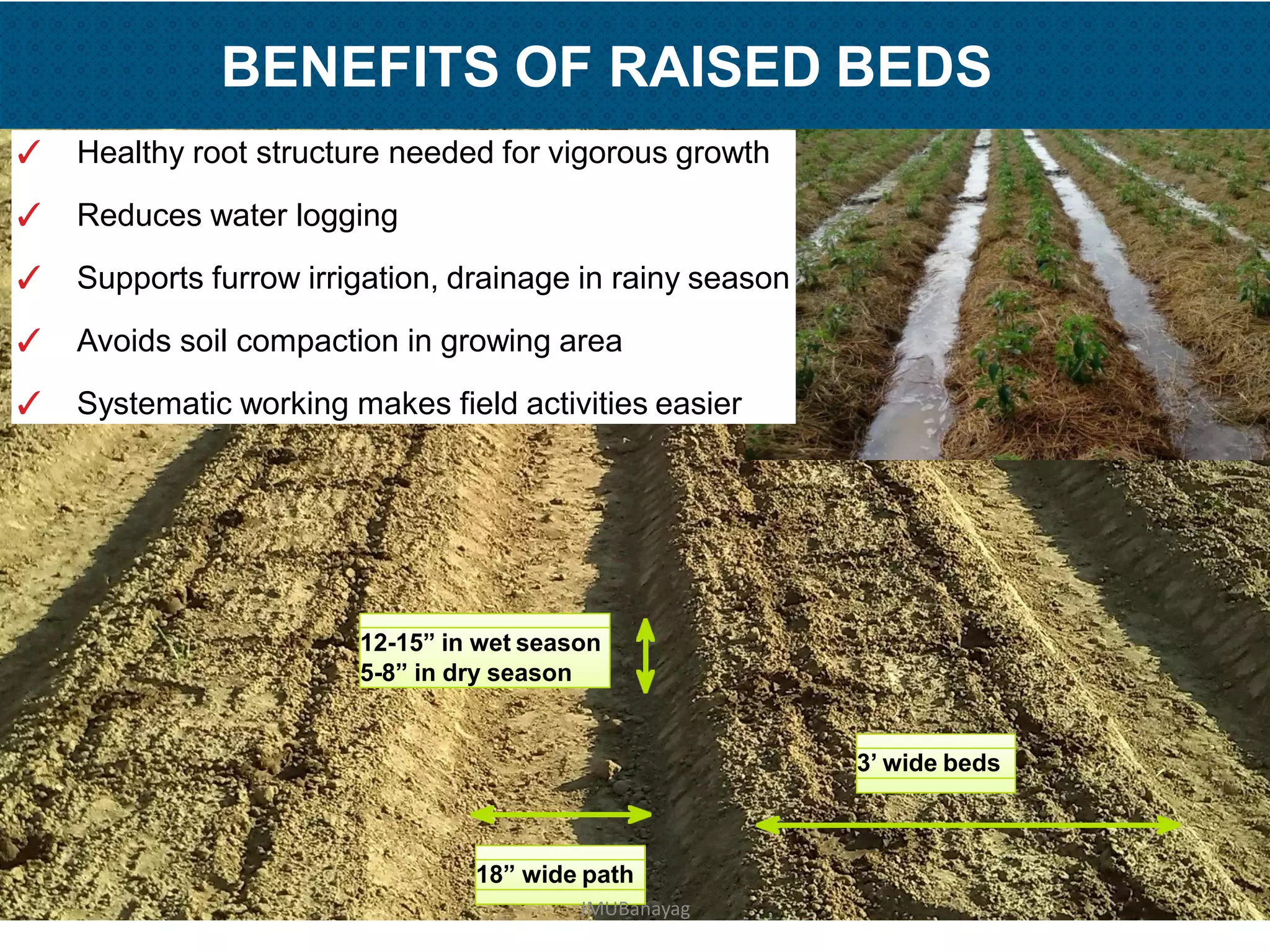 Training on Vegetable Production (Basic Course) | PDF