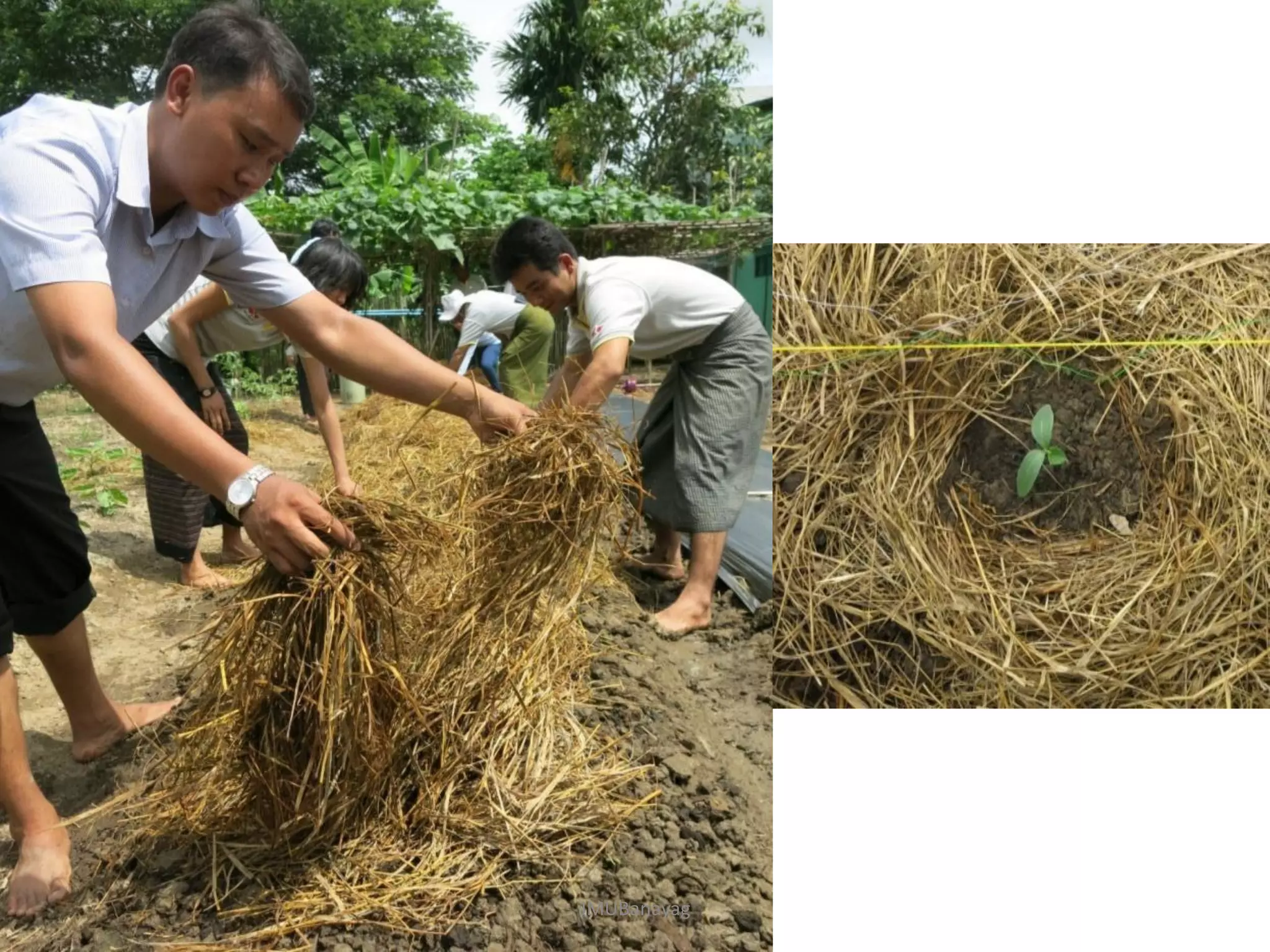 Training on Vegetable Production (Basic Course) | PDF