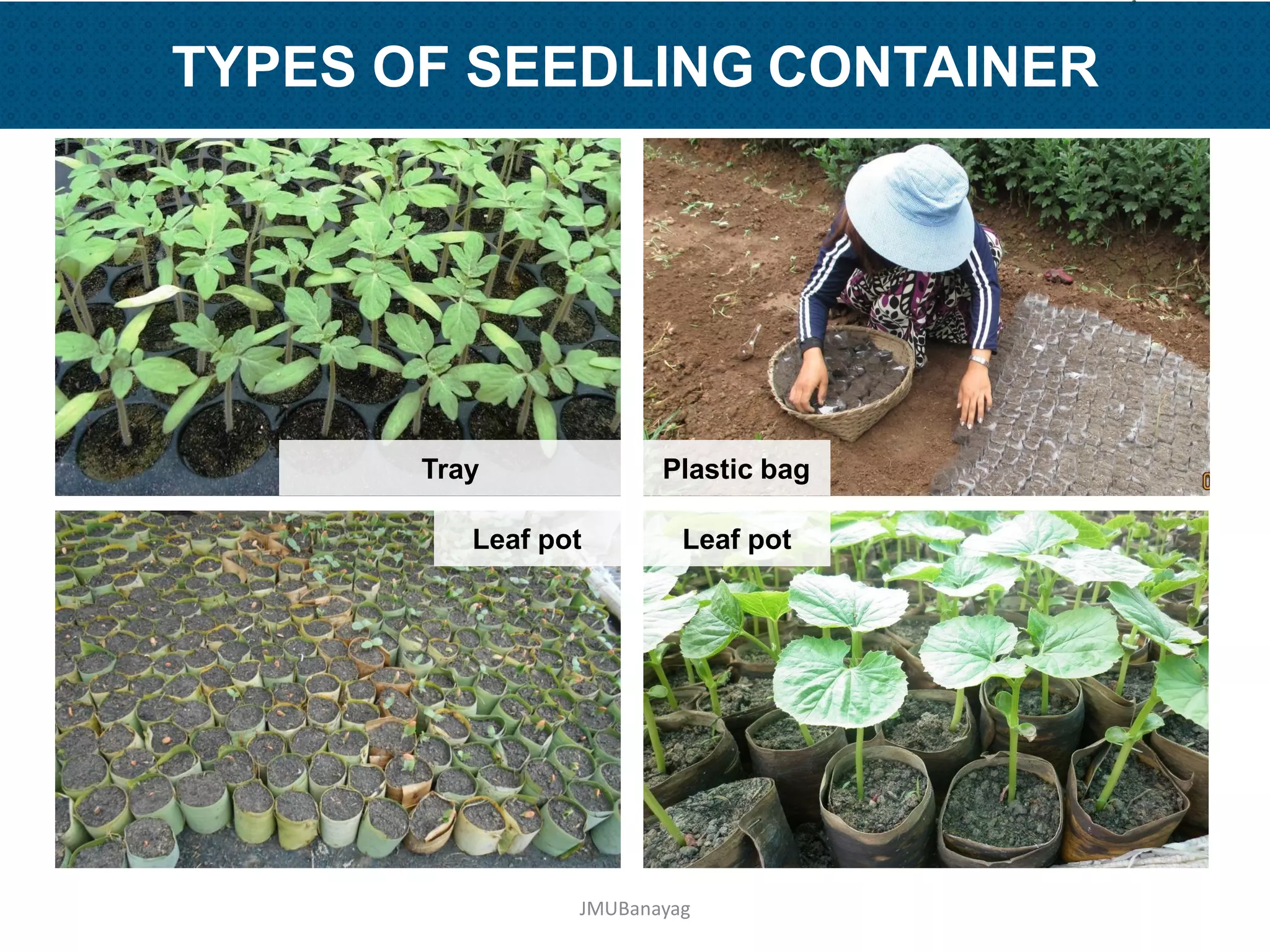 Training on Vegetable Production (Basic Course) | PDF