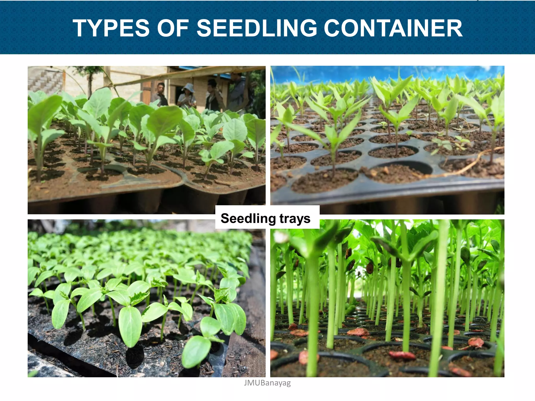 Training on Vegetable Production (Basic Course) | PDF