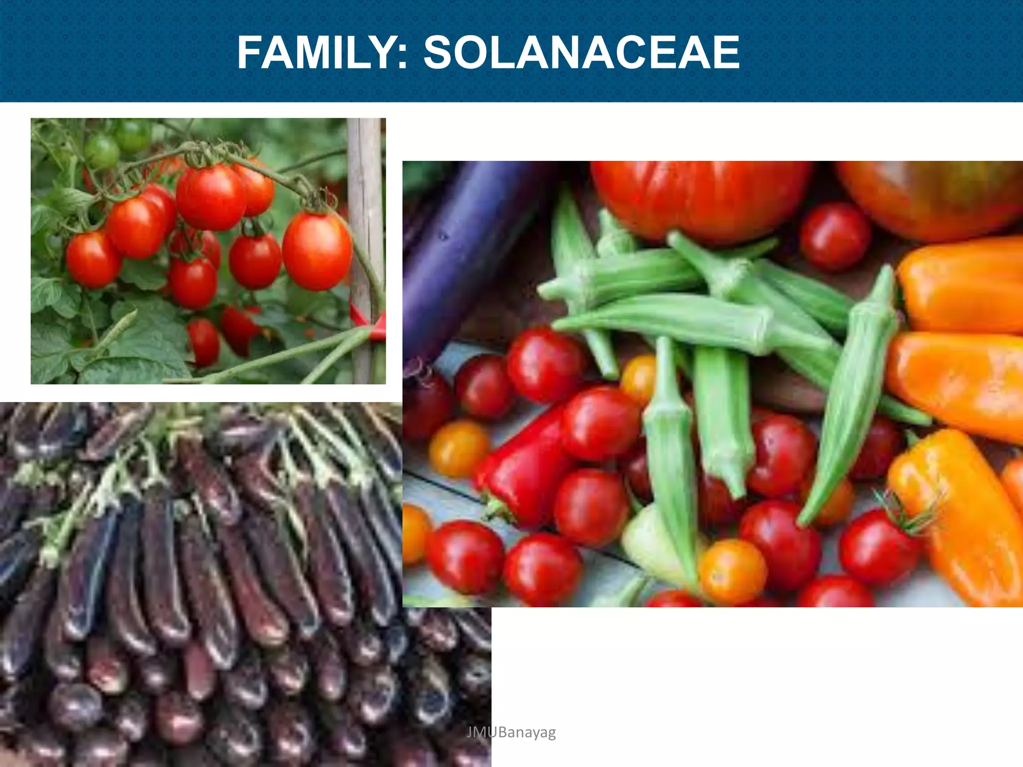 Training on Vegetable Production (Basic Course) | PDF