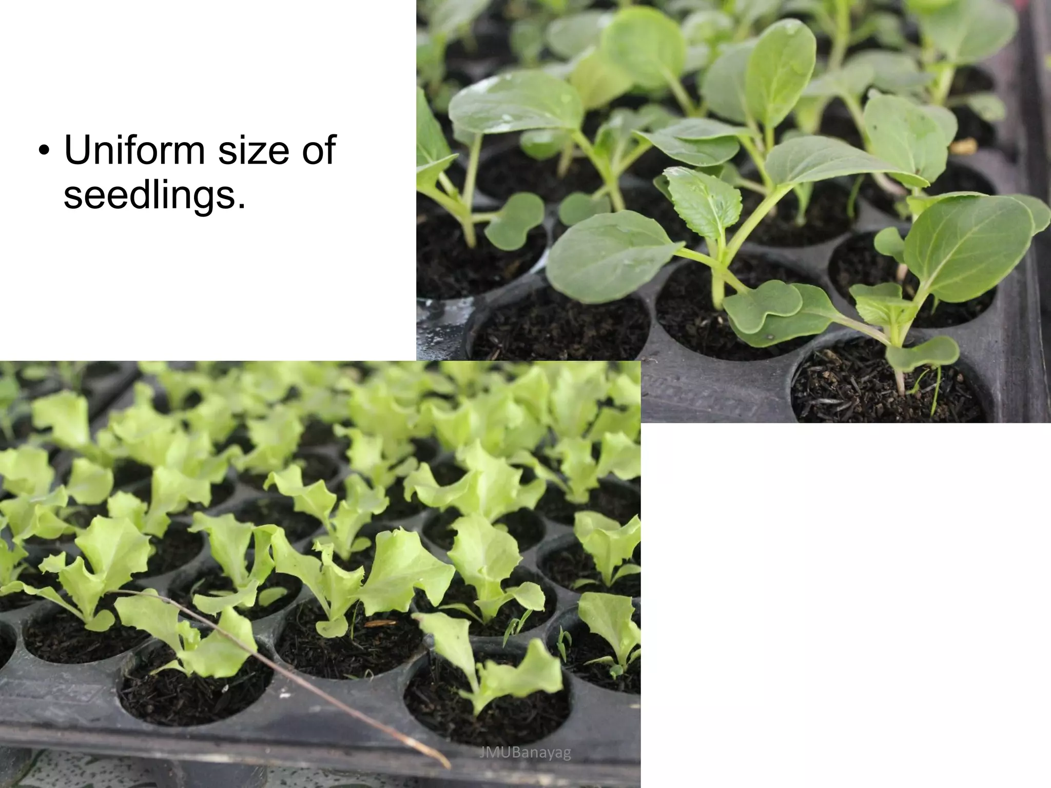 Training on Vegetable Production (Basic Course) | PDF