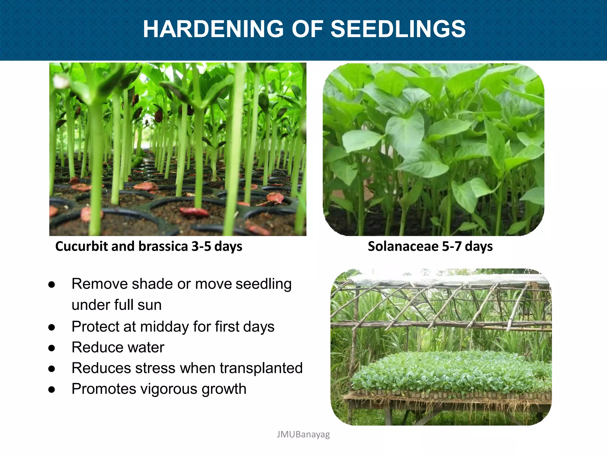 Training on Vegetable Production (Basic Course) | PDF