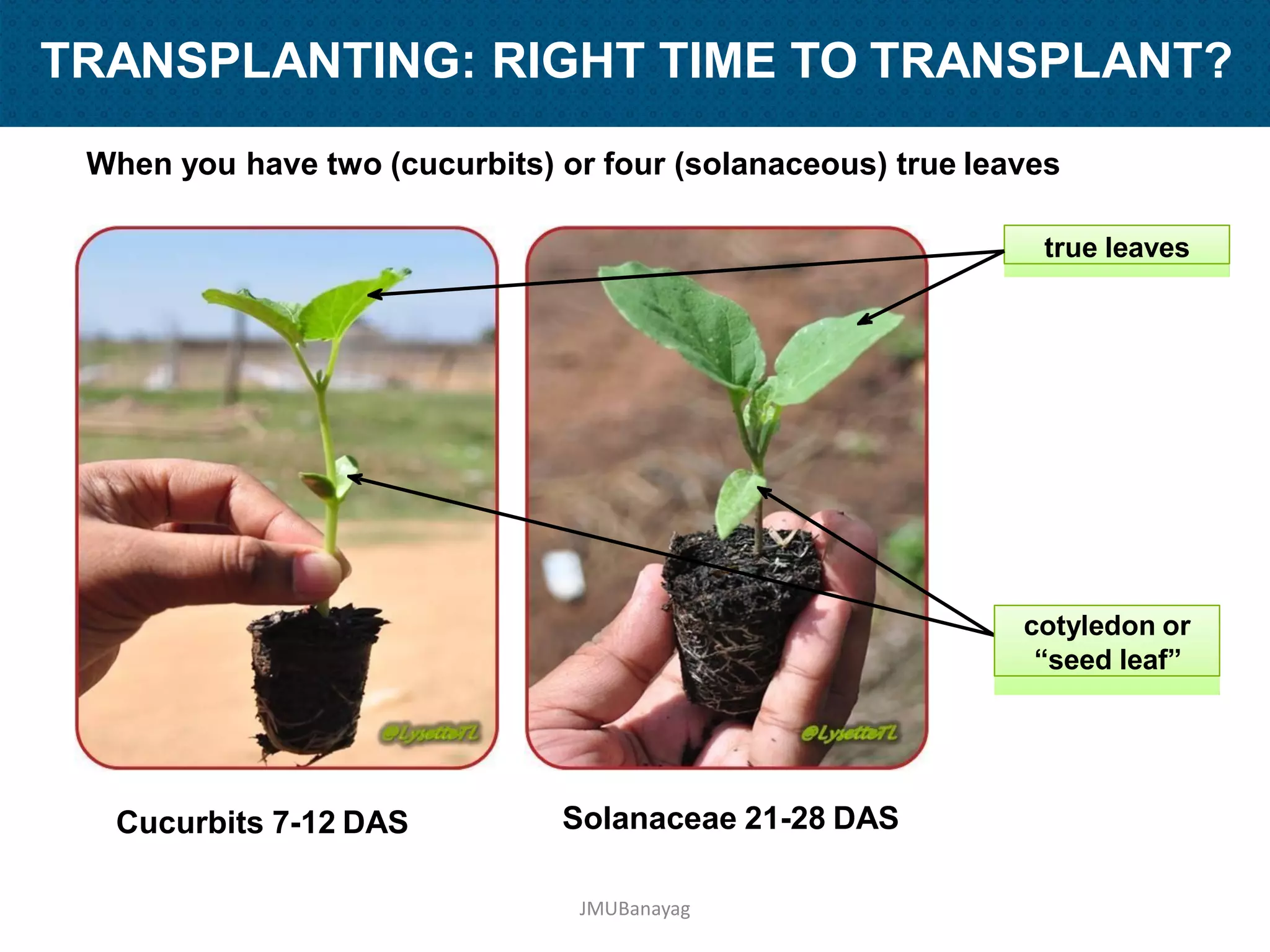 Training on Vegetable Production (Basic Course) | PDF