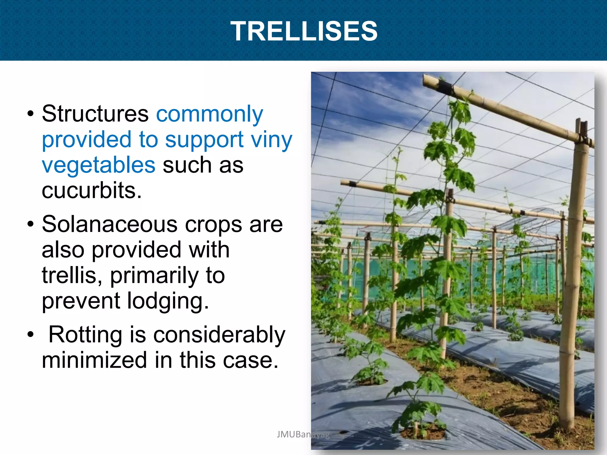 Training on Vegetable Production (Basic Course) | PDF