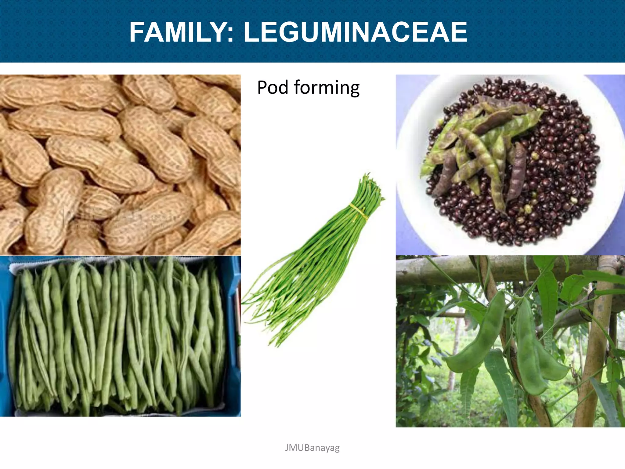 Training on Vegetable Production (Basic Course) | PDF