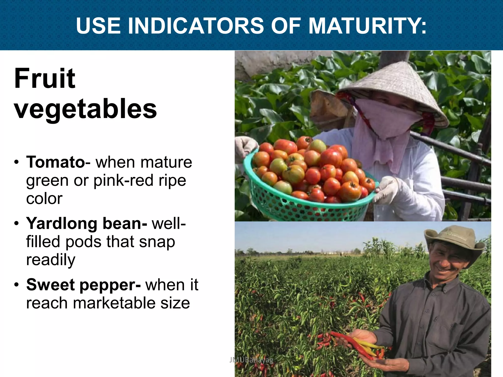 Training on Vegetable Production (Basic Course) | PDF