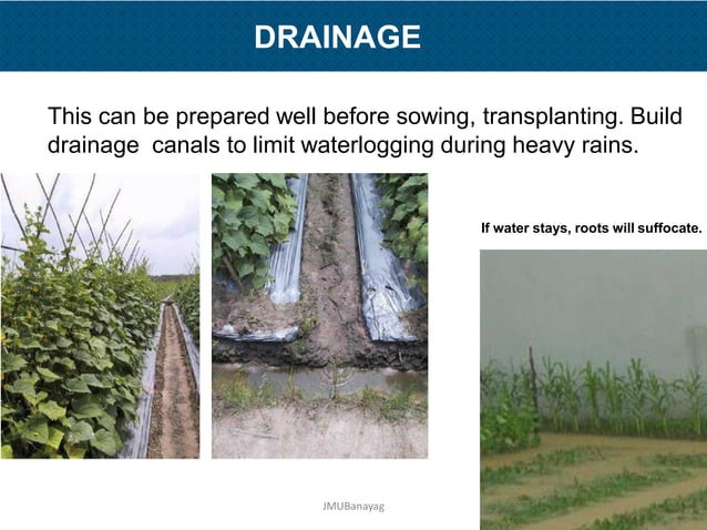 Training on Vegetable Production (Basic Course) | PDF