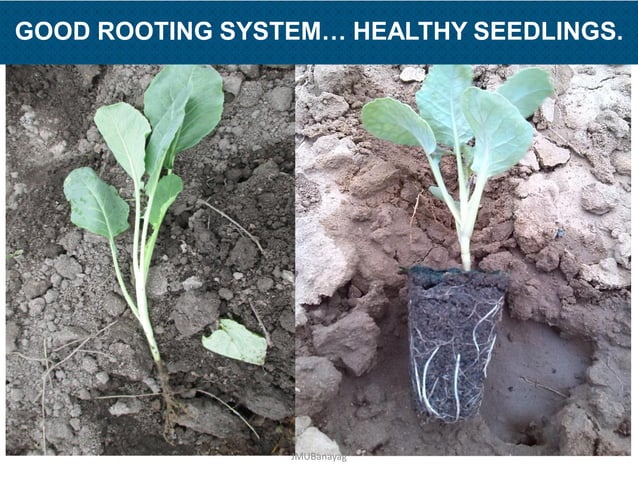 Training on Vegetable Production (Basic Course) | PDF