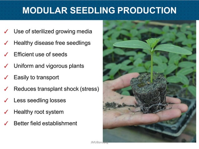 Training on Vegetable Production (Basic Course) | PDF
