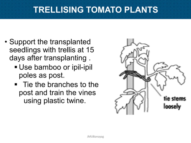 Training on Vegetable Production (Basic Course) | PDF