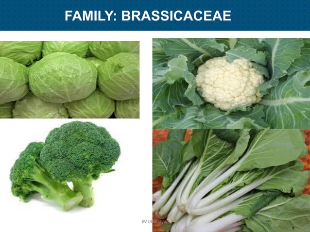 Training on Vegetable Production (Basic Course) | PDF