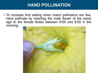 Training on Vegetable Production (Basic Course) | PPT