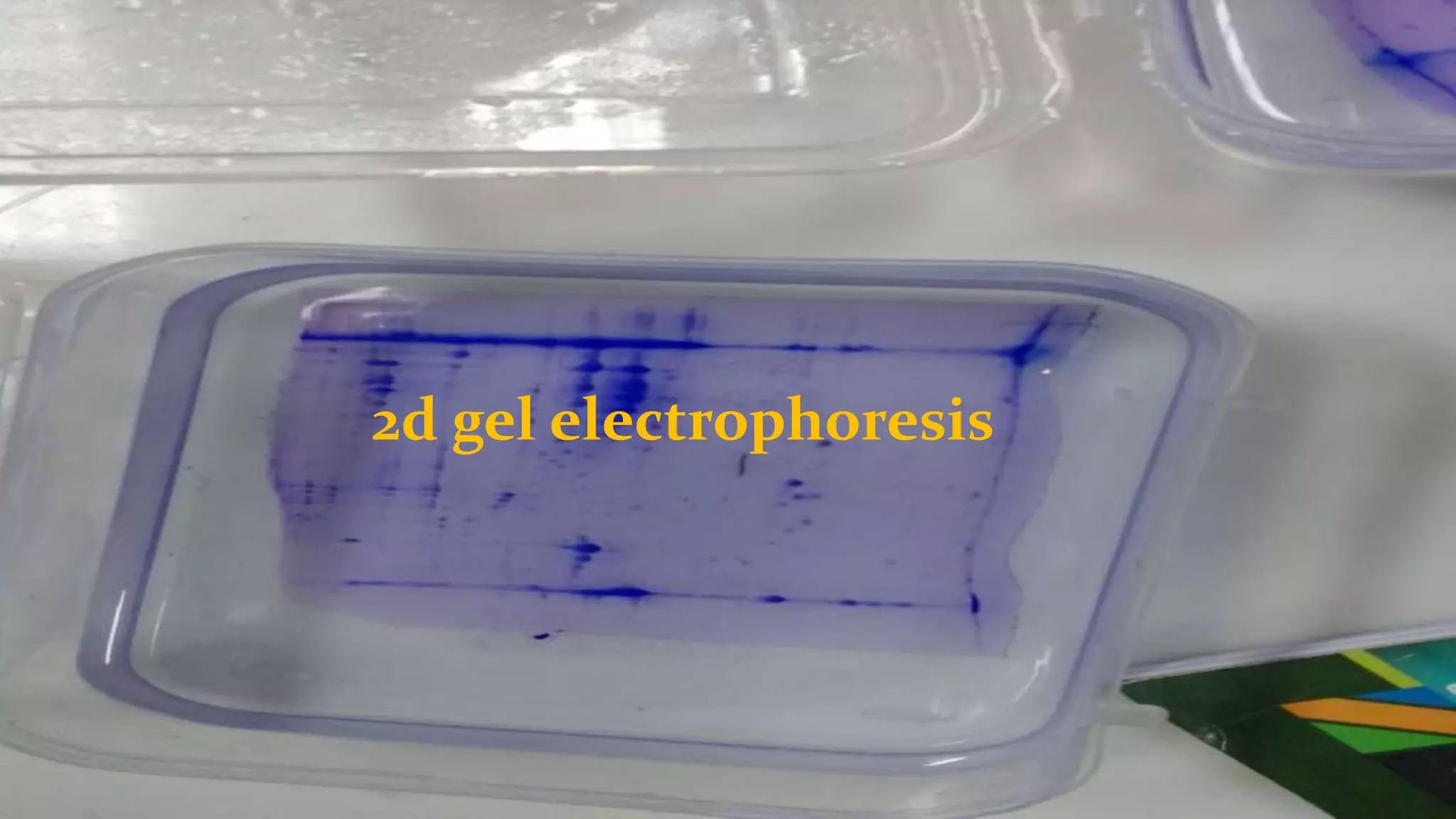 2D GEL ELECTROPHORESIS | PPTX
