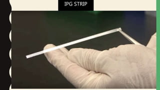 2D GEL ELECTROPHORESIS | PPTX