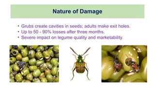 Identification, Biology, Nature of Damage, and Management of Stored ...