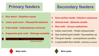 Identification, Biology, Nature of Damage, and Management of Stored ...
