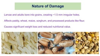 Identification, Biology, Nature of Damage, and Management of Stored ...