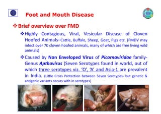 Training of vaccination in FMD affected cattle | PDF