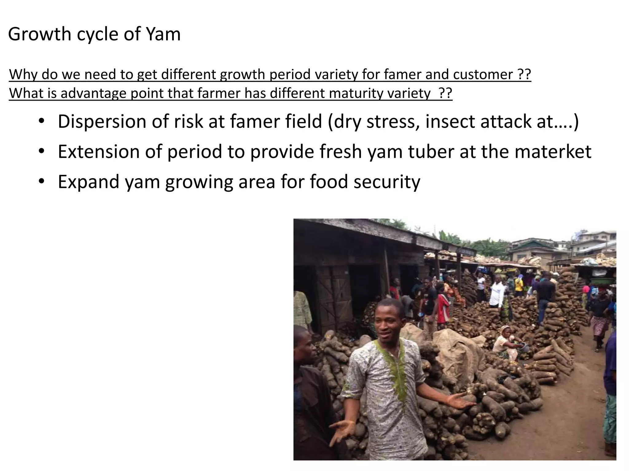 Yam Physiology | PPTX