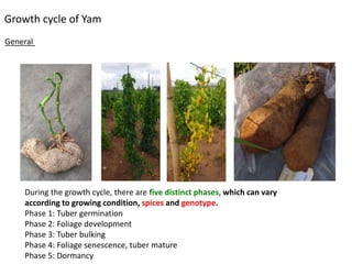 Yam Physiology | PPTX