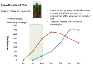 Yam Physiology | PPTX