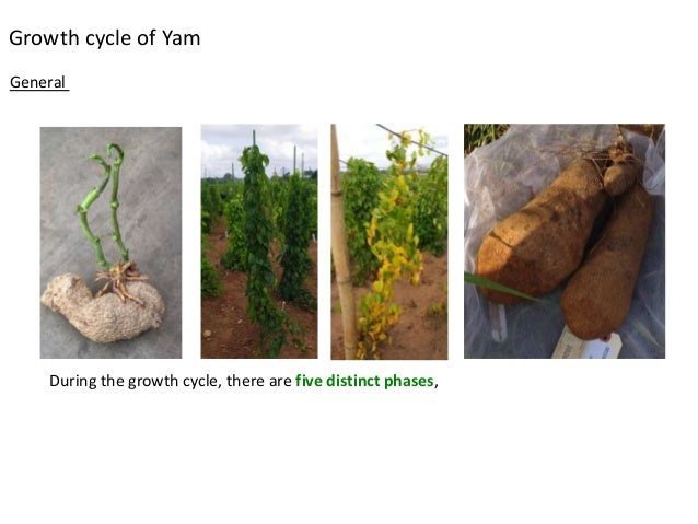 maturity period of yam