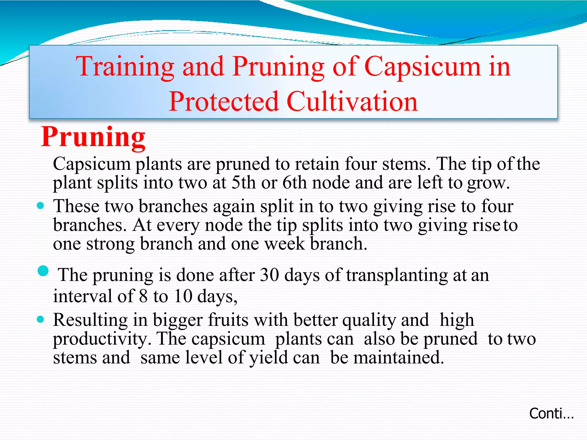 Training, Pruning, Staking.pptx