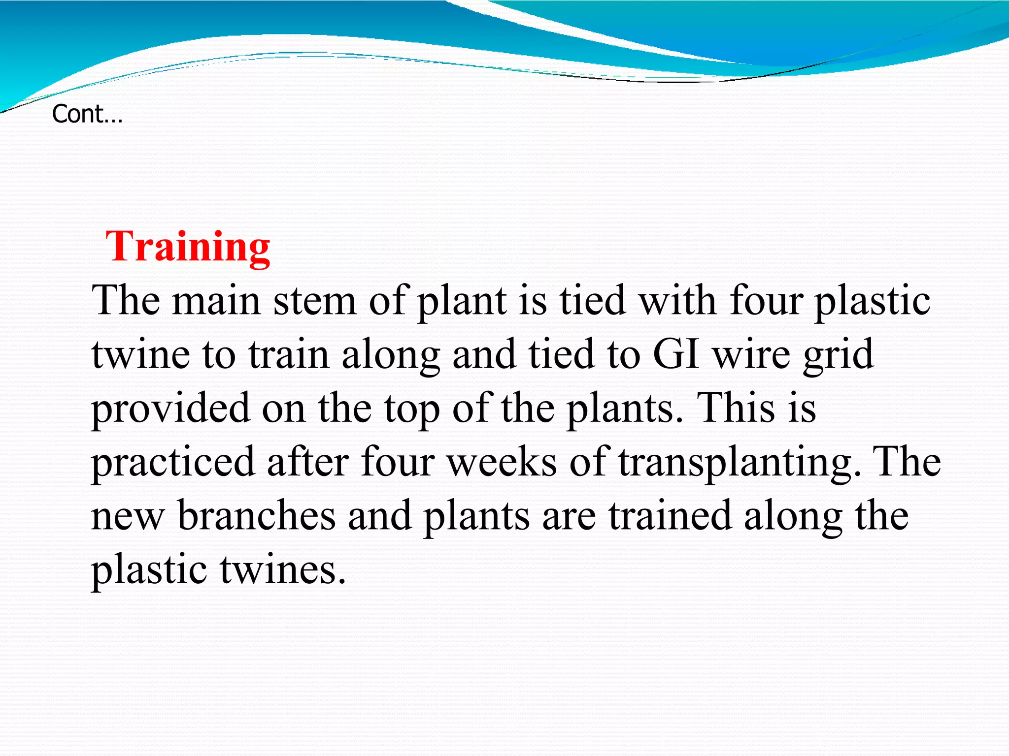 Training, Pruning, Staking.pptx