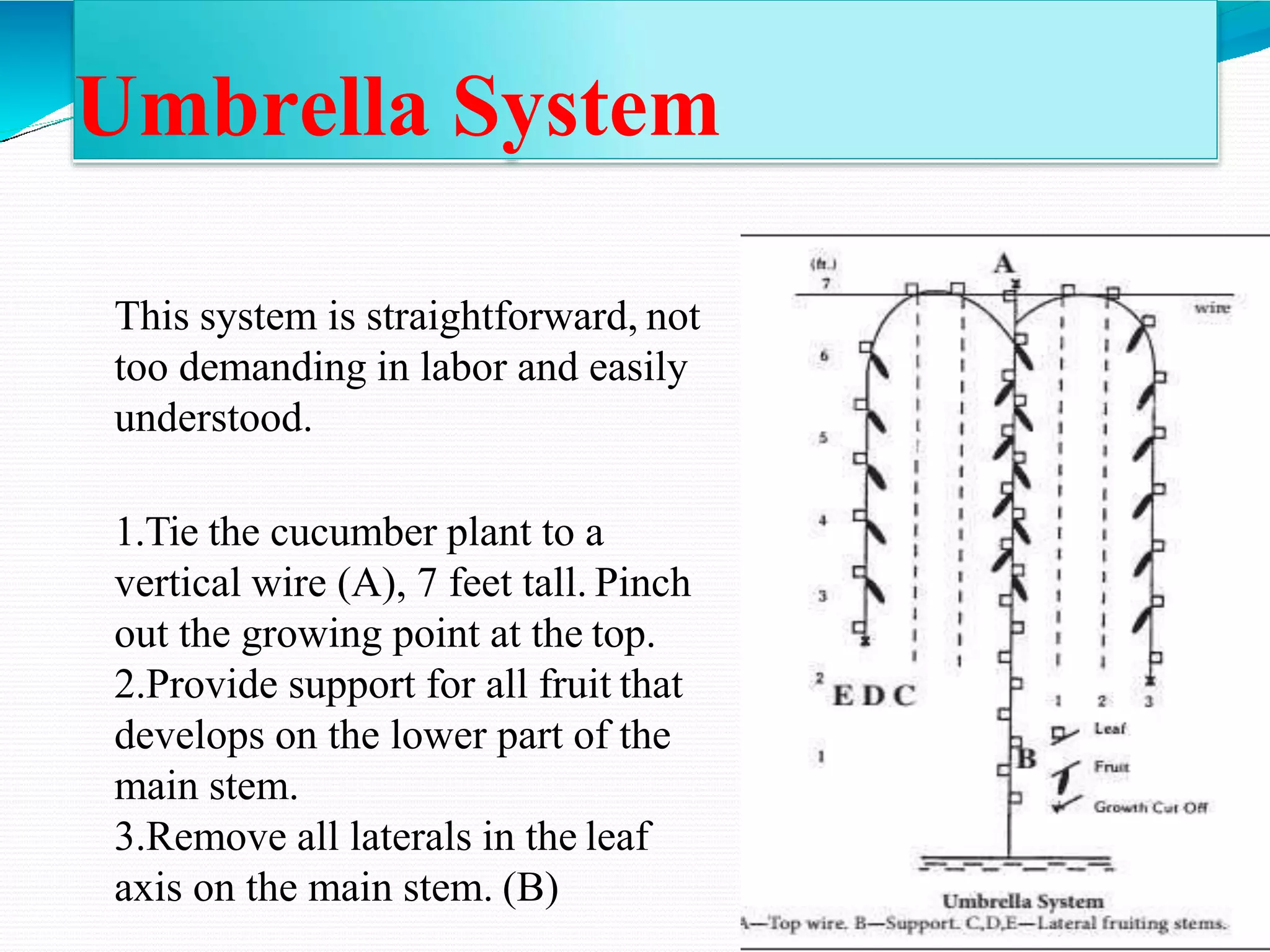 Training, Pruning, Staking.pptx