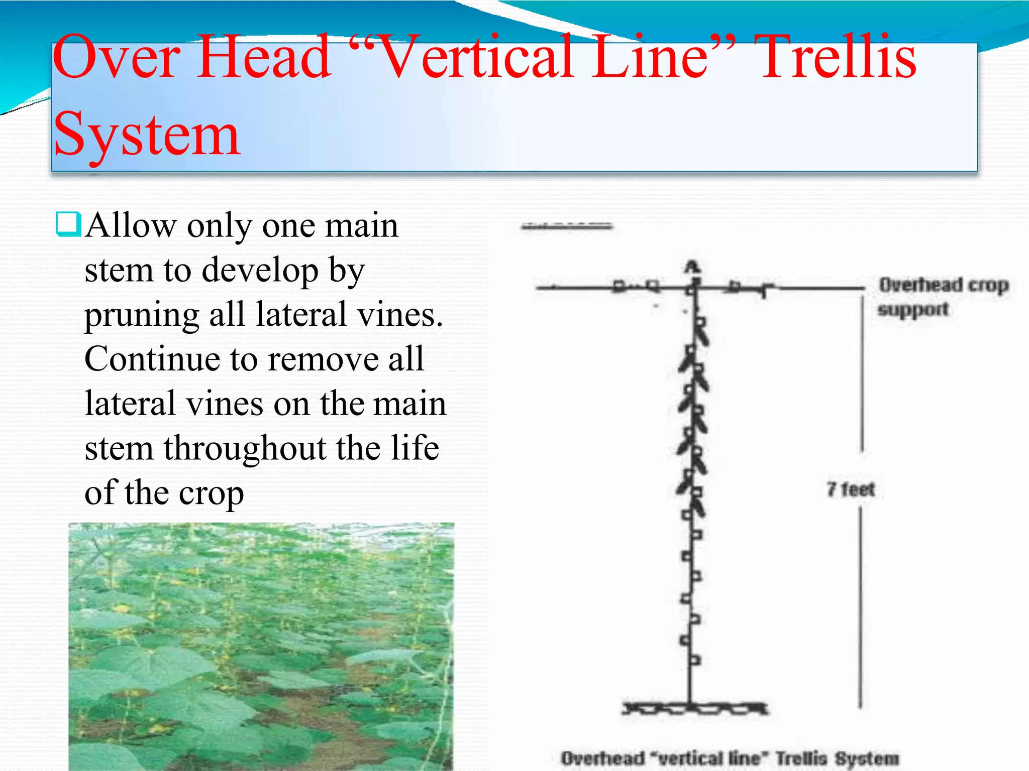 Training, Pruning, Staking.pptx