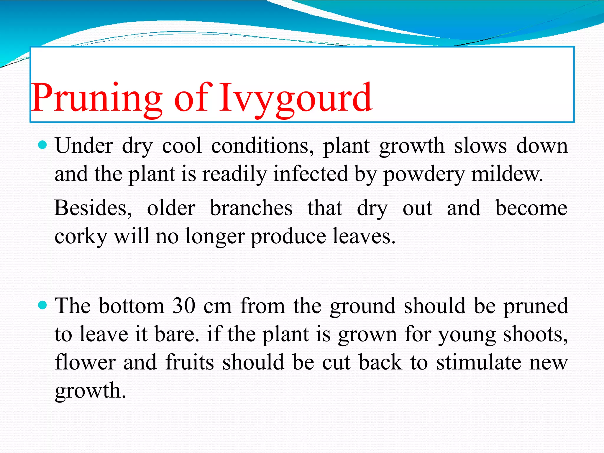 Training, Pruning, Staking.pptx