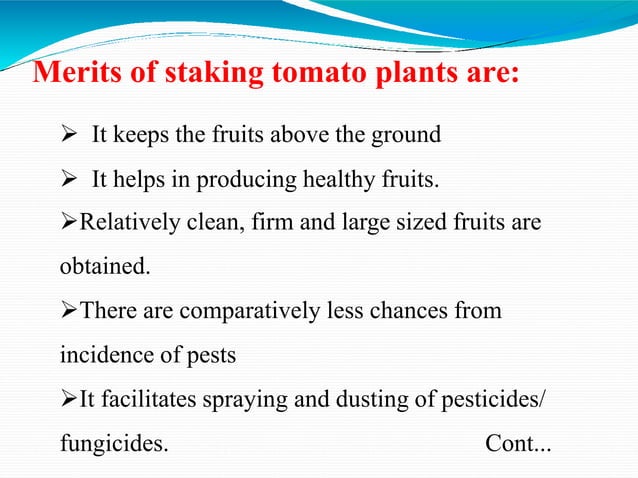 Training, Pruning, Staking.pptx