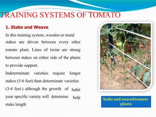 Training, Pruning, Staking.pptx