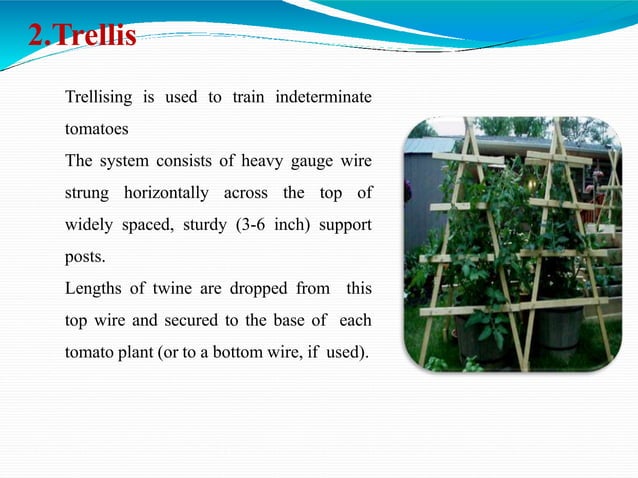 Training, Pruning, Staking.pptx