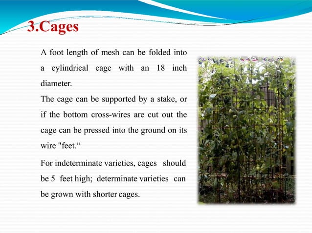 Training, Pruning, Staking.pptx