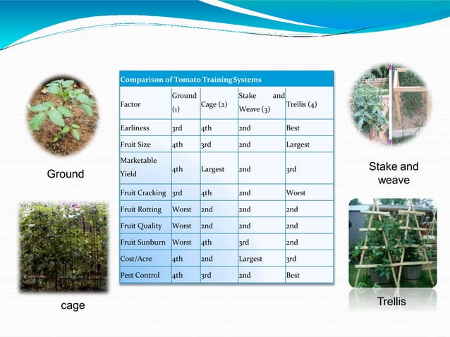 Training, Pruning, Staking.pptx